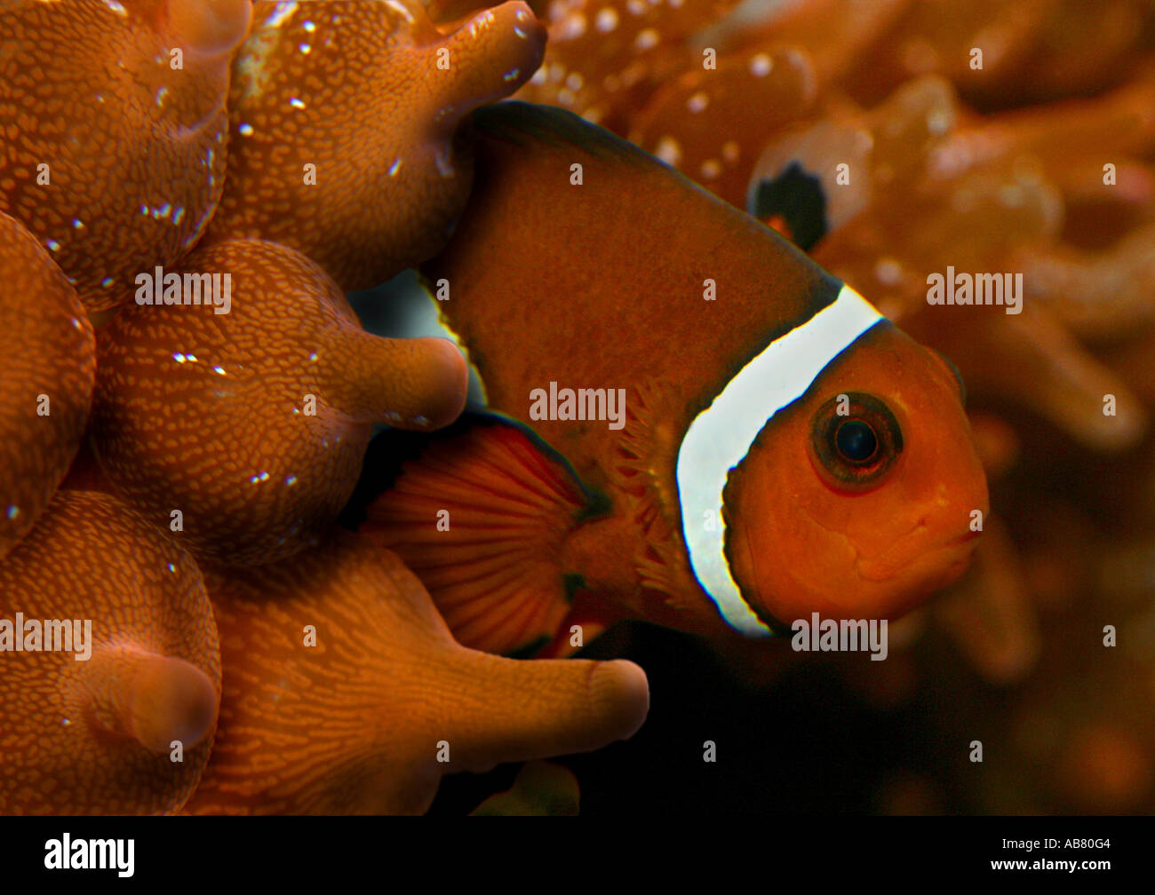orange clownfish, clown anemonefish (Amphiprion percula), symbiosis ...