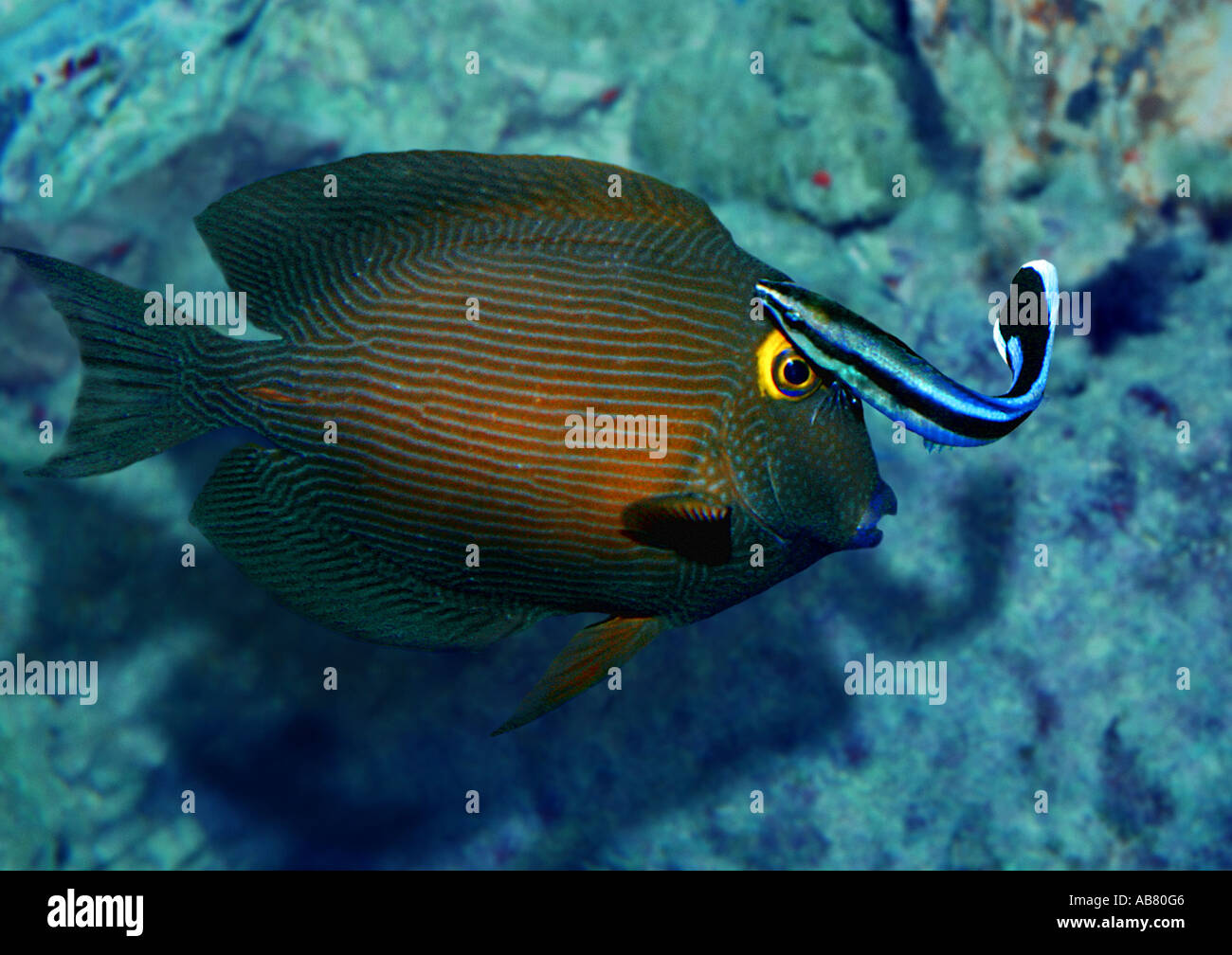 blue-striped surgeon fish (Ctenochaetus strigosus), with cleanerfish ...