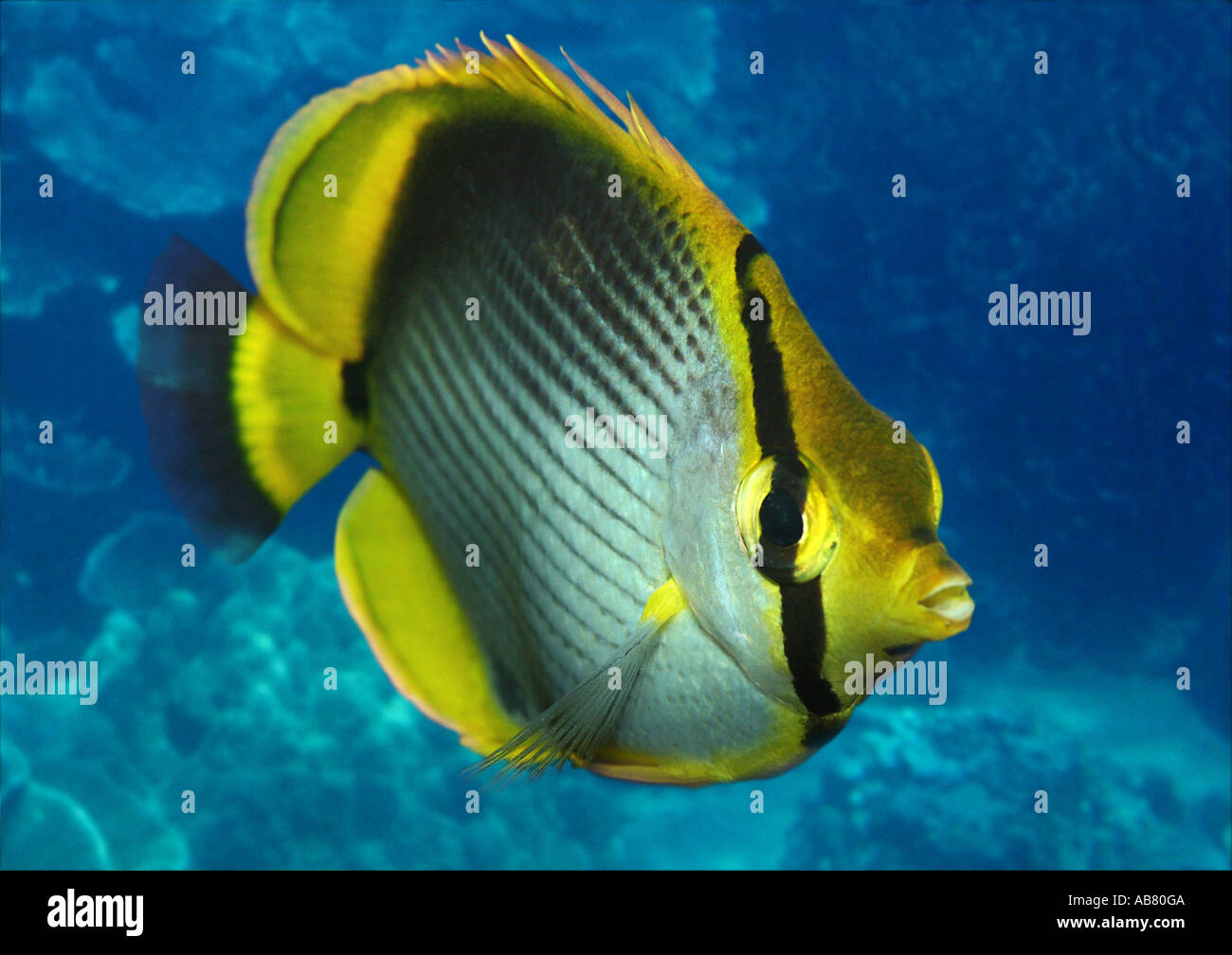 Raffles butterflyfish, latticed butterflyfish, tifitifi-pale (Chaetodon ...
