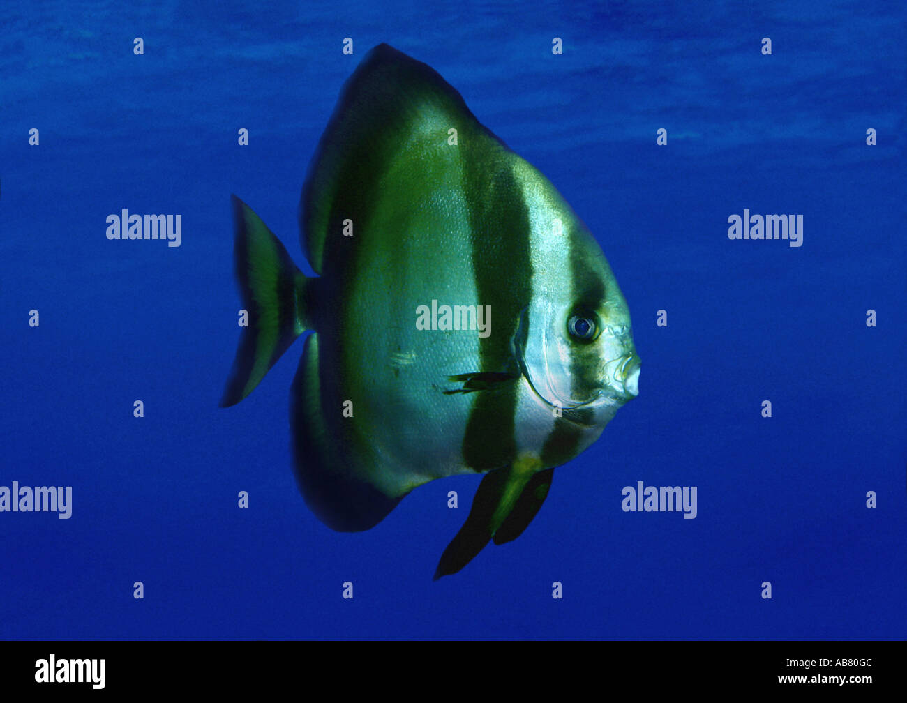 Teira spadefishes hi-res stock photography and images - Alamy