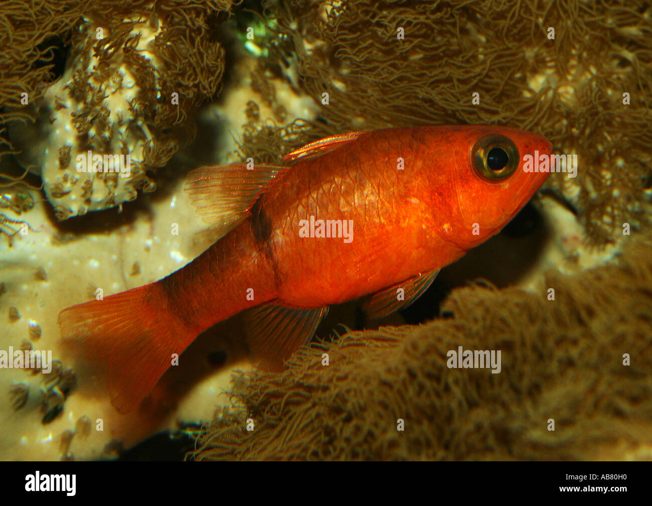cryptic cardinalfish (Apogon coccineus Stock Photo - Alamy