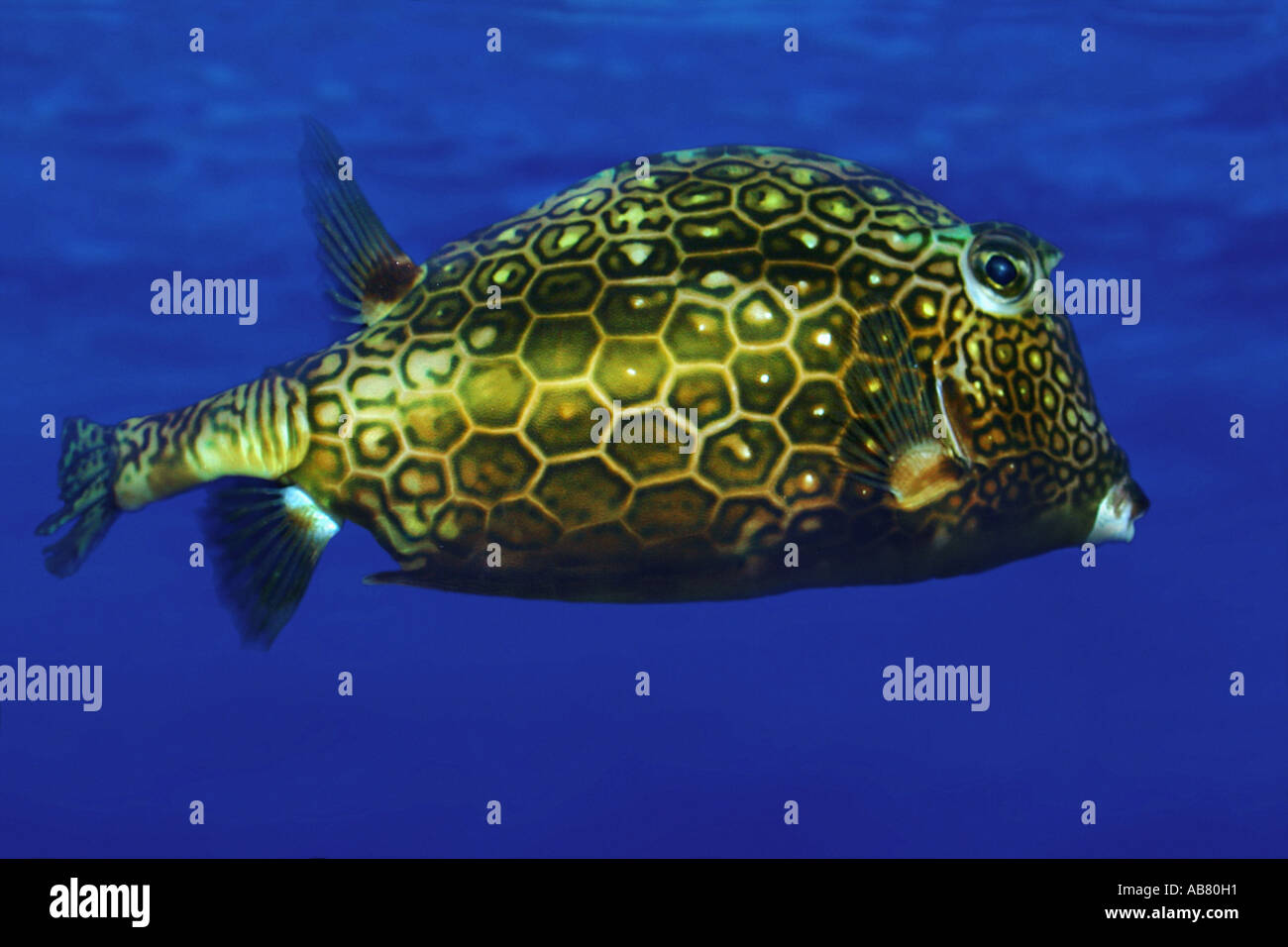 scrawled cowfish (Ostracion quadricornis, Acanthostracion quadricornis ...