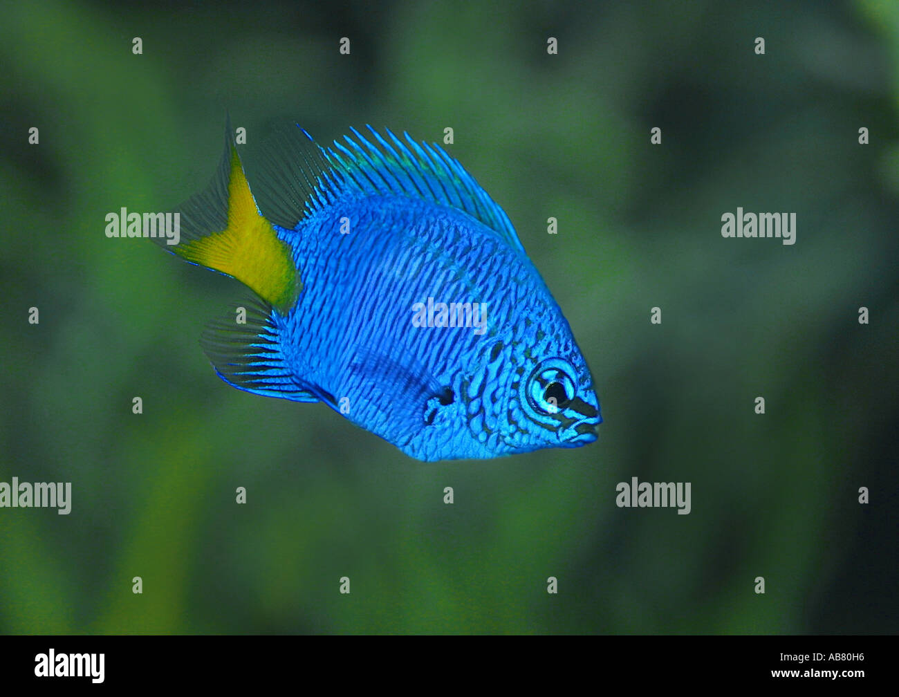 Blue Sapphire Damselfish