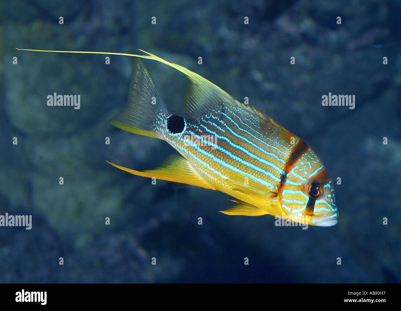 Chinamanfish (Symphorus nematophorus Stock Photo - Alamy