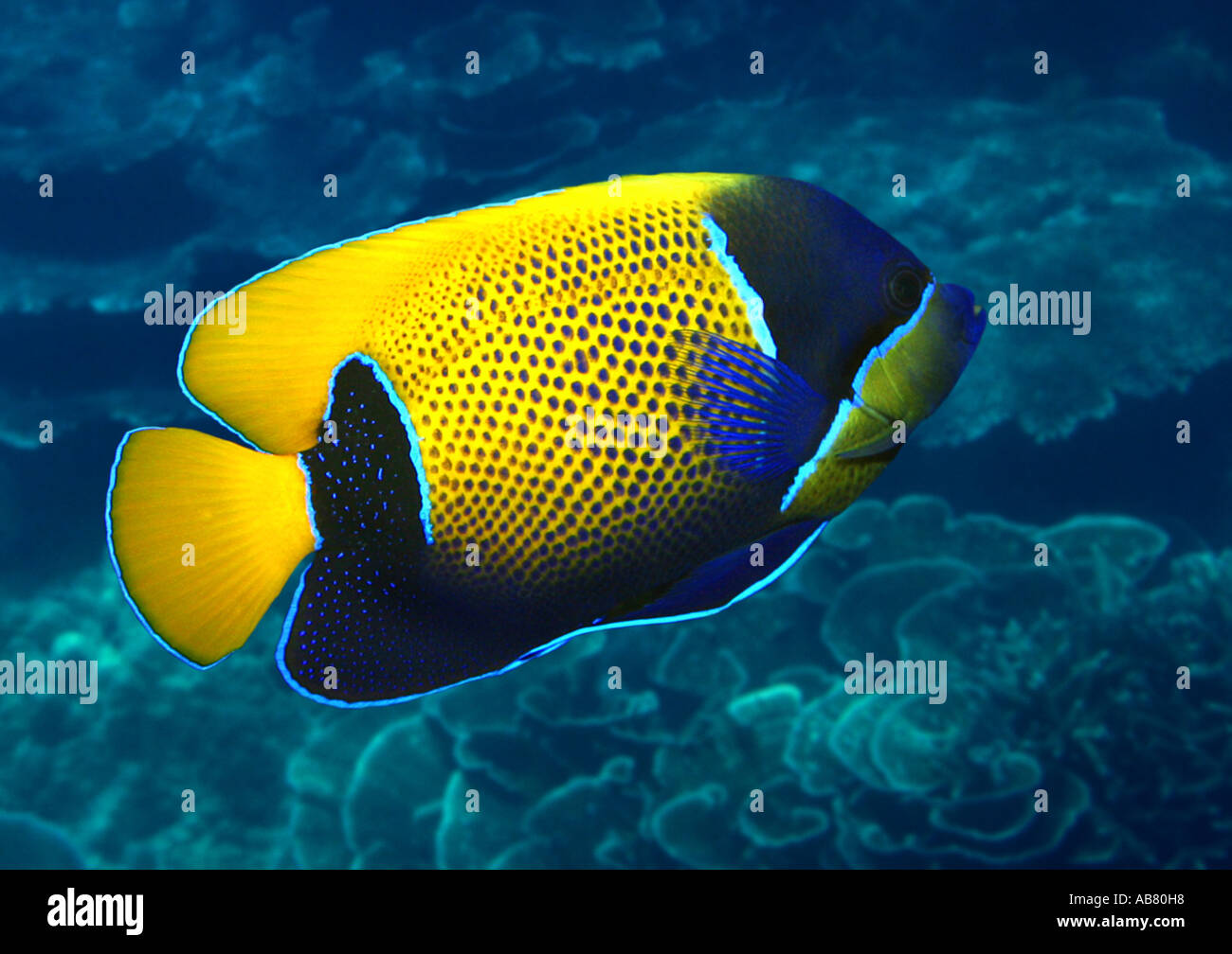 blue-girdled angelfish (Pomacanthus navarchus, Euxiphipops navarchus ...
