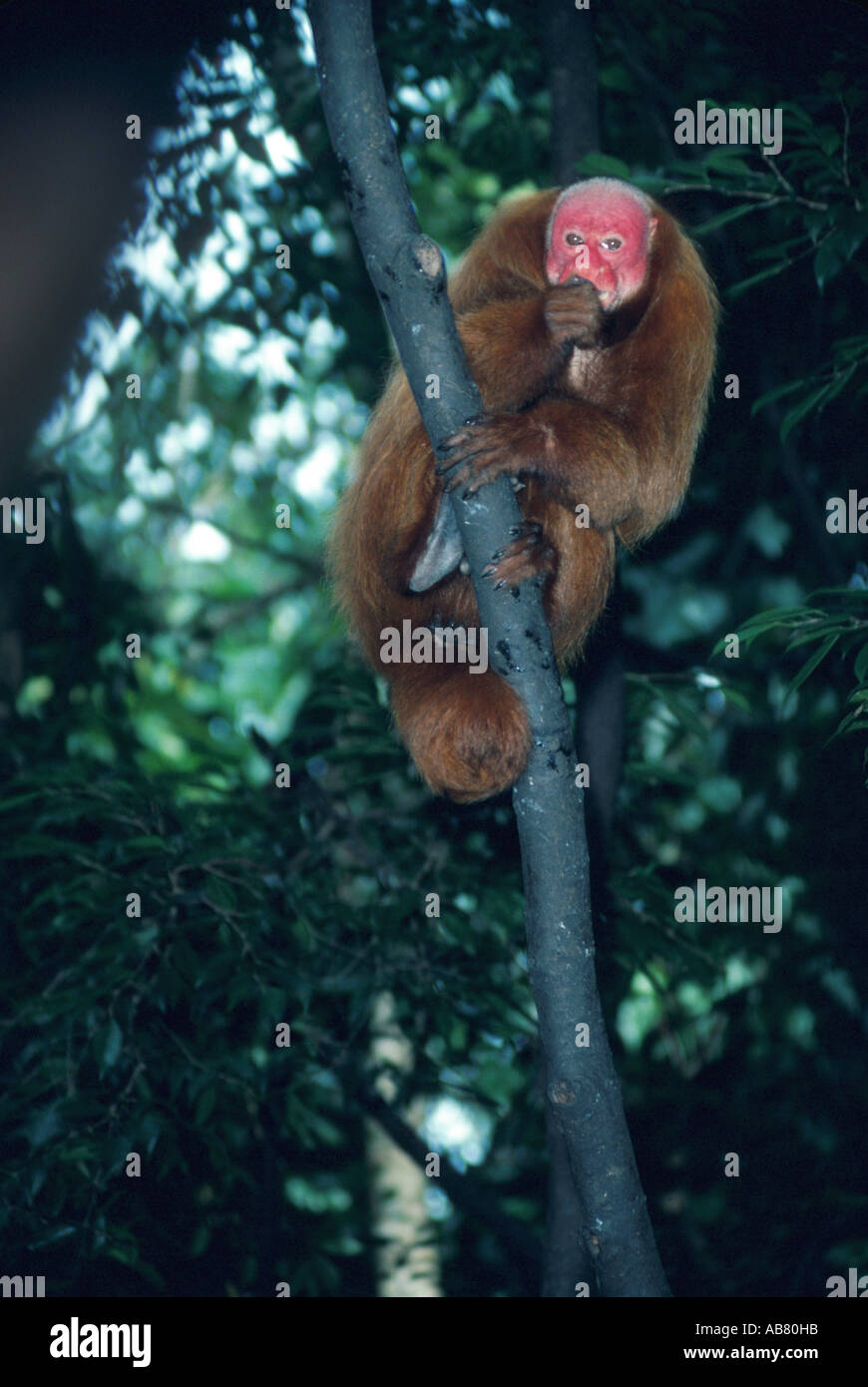 red uakari (Cacajao rubicundus), sitting on a branch Stock Photo - Alamy