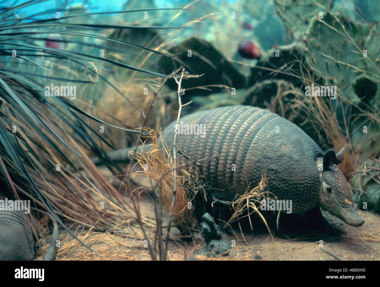 nine-banded armadillo (Dasypus novemcinctus Stock Photo - Alamy