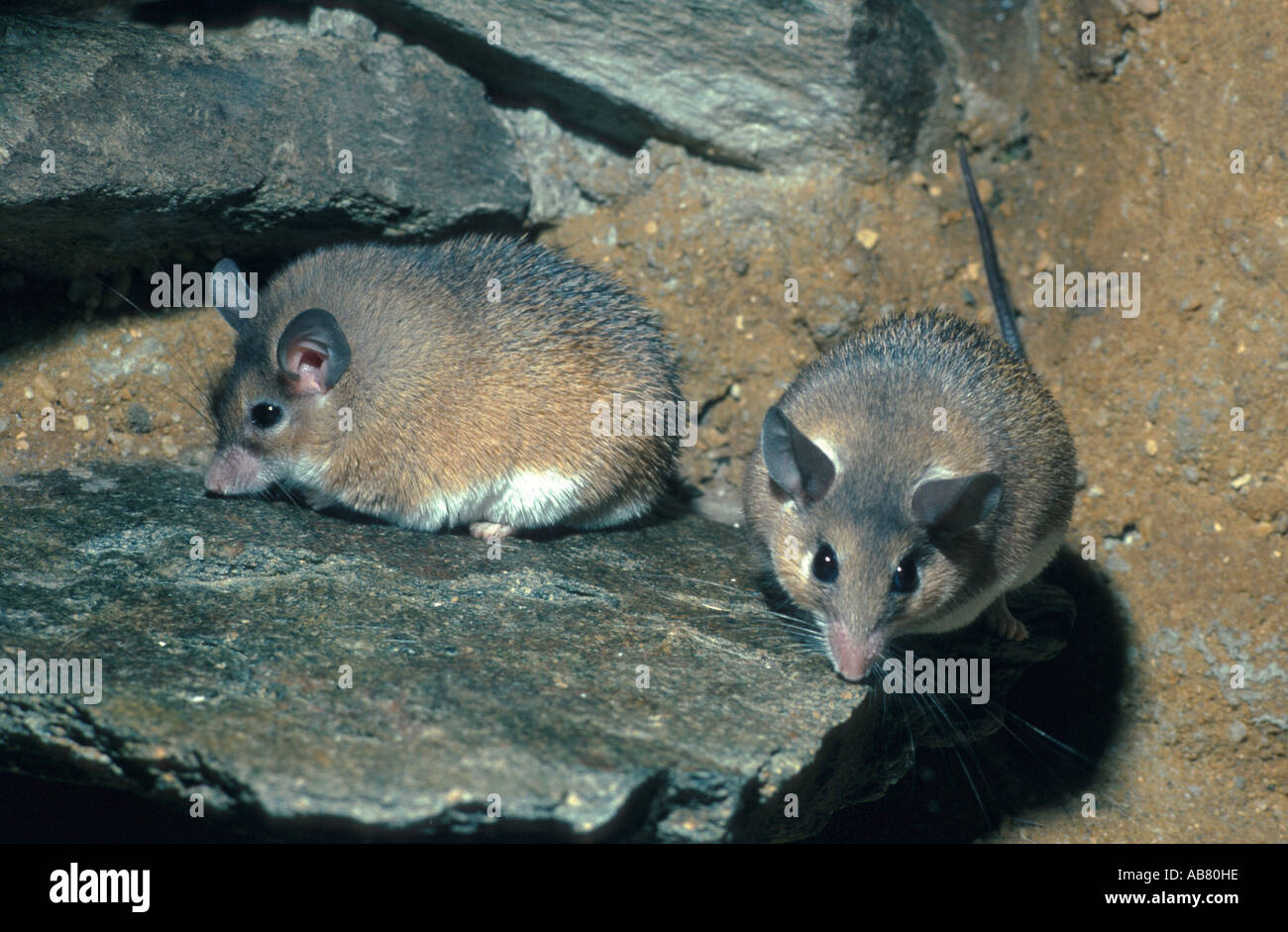 Acomys minous hi-res stock photography and images - Alamy