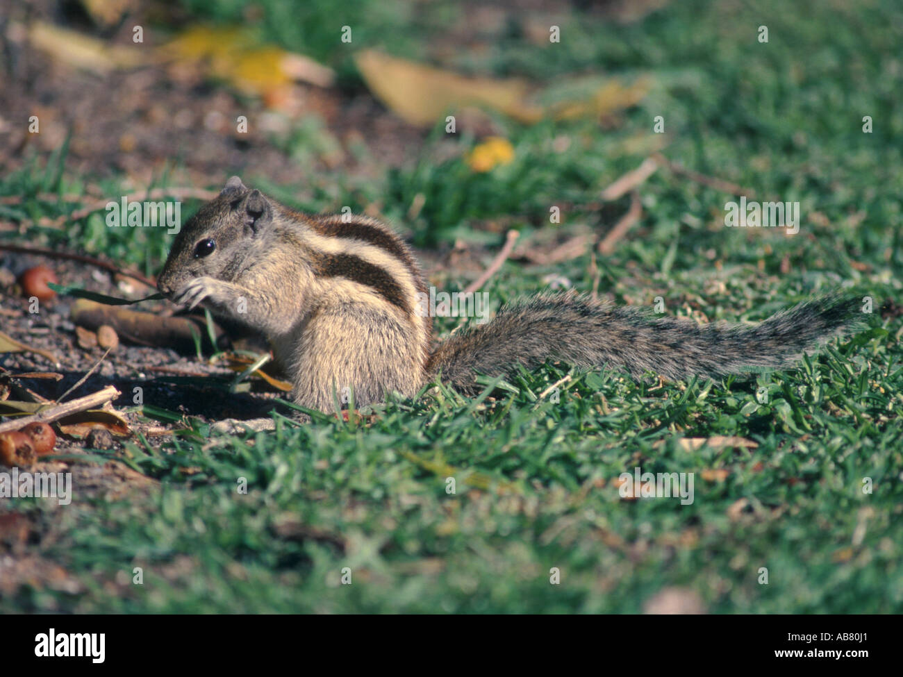 northern palm squirrel or firestriped palm squirrel (Funambulus ...