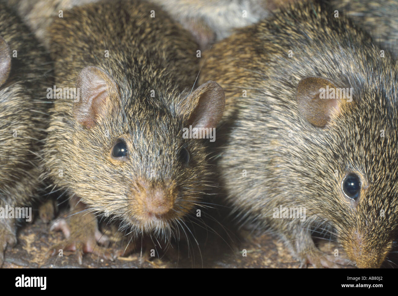 nile rat (Arvicanthis niloticus Stock Photo - Alamy