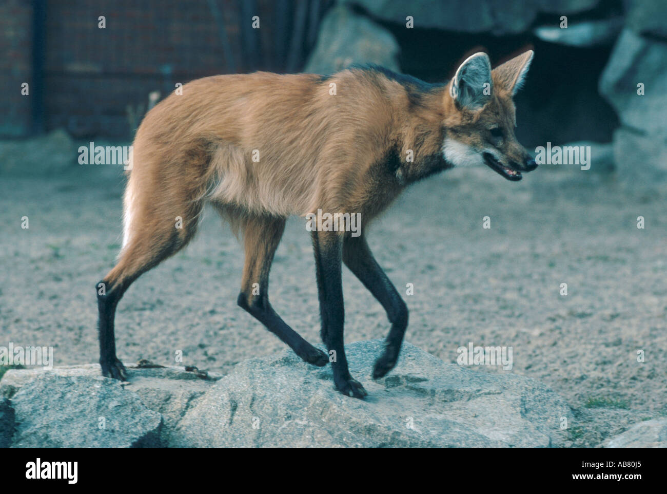 maned wolf (Chrysocyon brachyurus), has the longest legs of all ...