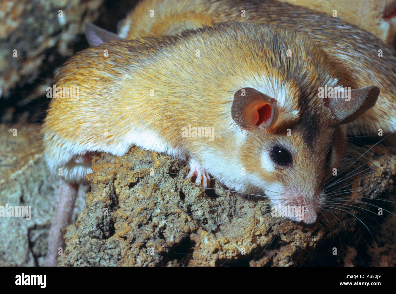 Egyptian spiny mouse (Acomys cahirinus Stock Photo - Alamy