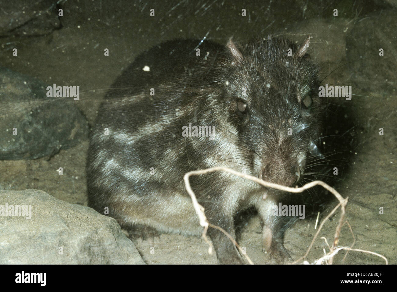 Paca rodent hi-res stock photography and images - Alamy