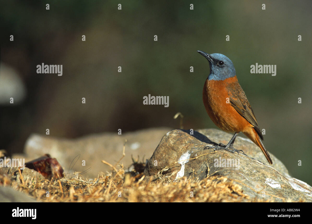 Cape rock thrush (Monticola rupestris), sitting on stone, South Africa, Drakensberge Stock Photo ...