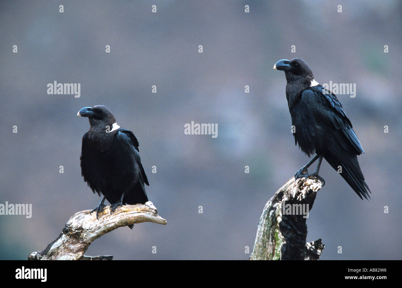 African white-necked raven (Corvus albicollis), two individuals sitting ...