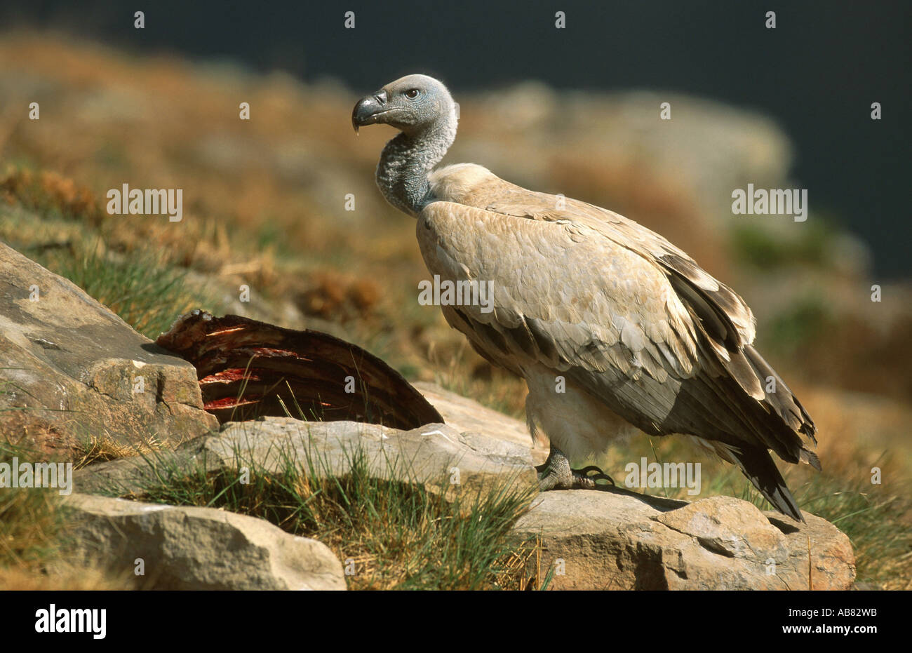 Cape vulture (Gyps coprotheres), feeding on carcass, Drakensberge Stock ...