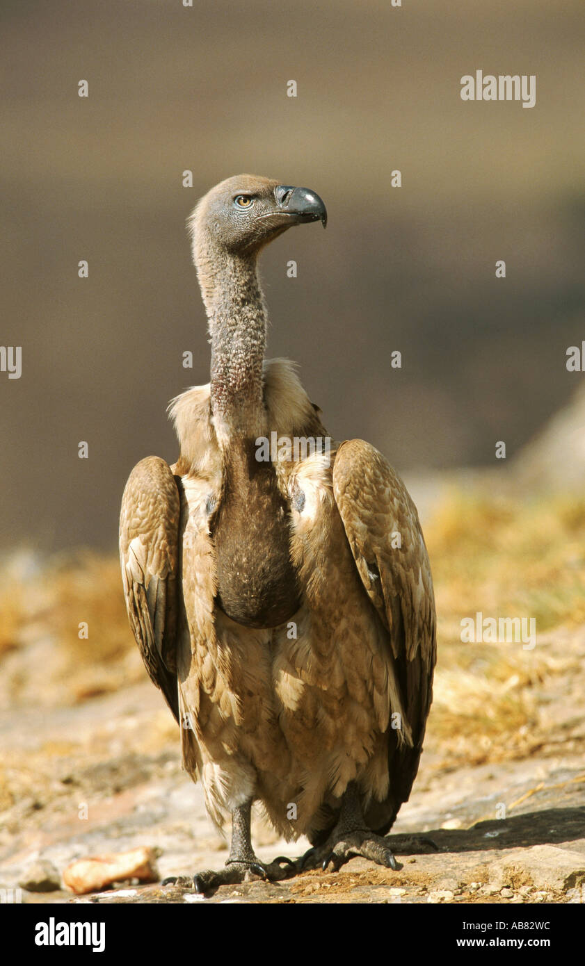 Cape vulture (Gyps coprotheres), standing, looking sideway, South ...