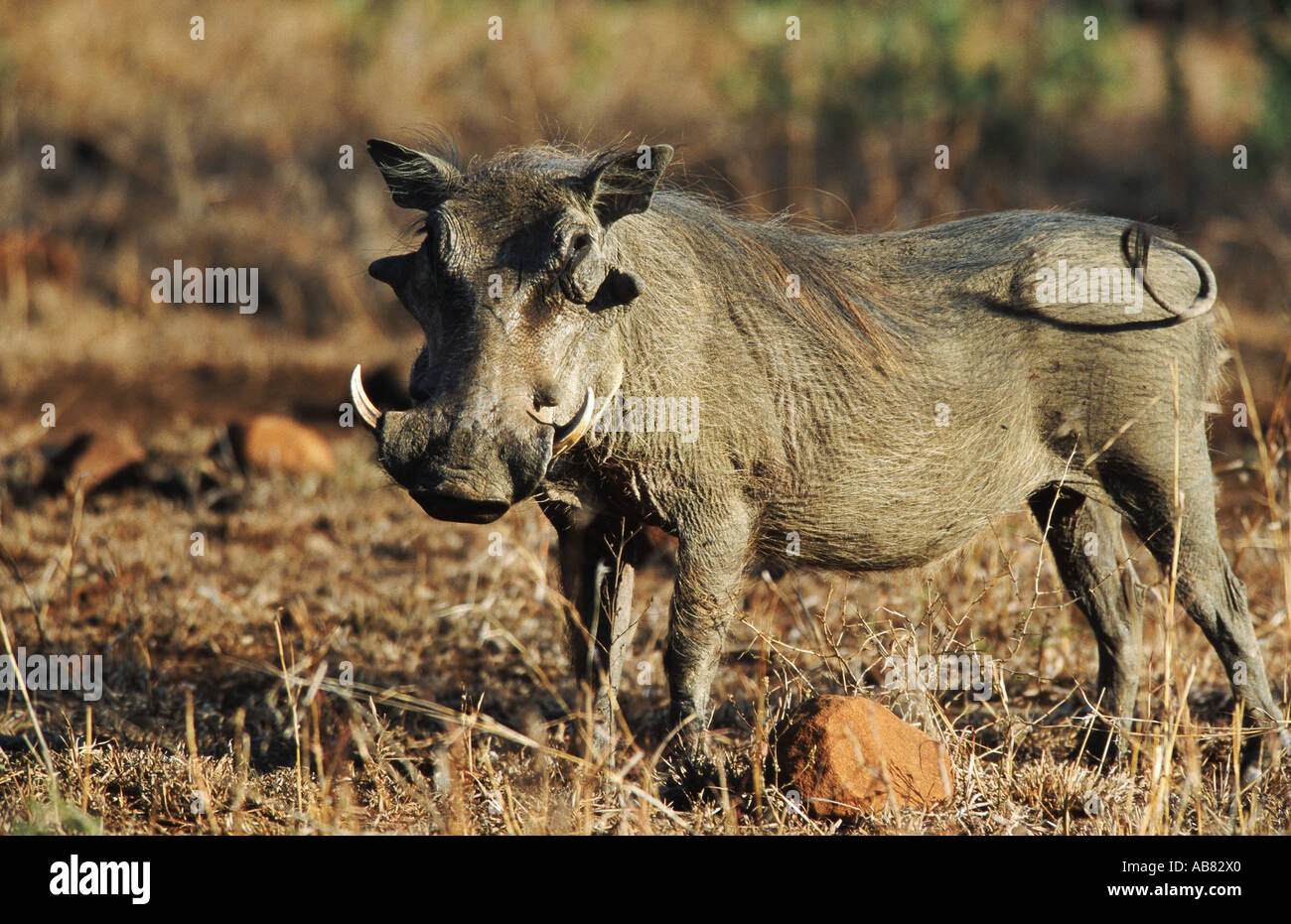 Cape warthog, Somali warthog, desert warthog (Phacochoerus aethiopicus ...