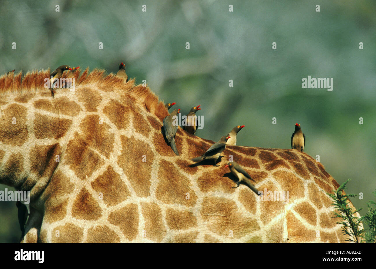 red-billed oxpecker (Buphagus erythrorhynchus), on giraffe, Hluhluwe ...