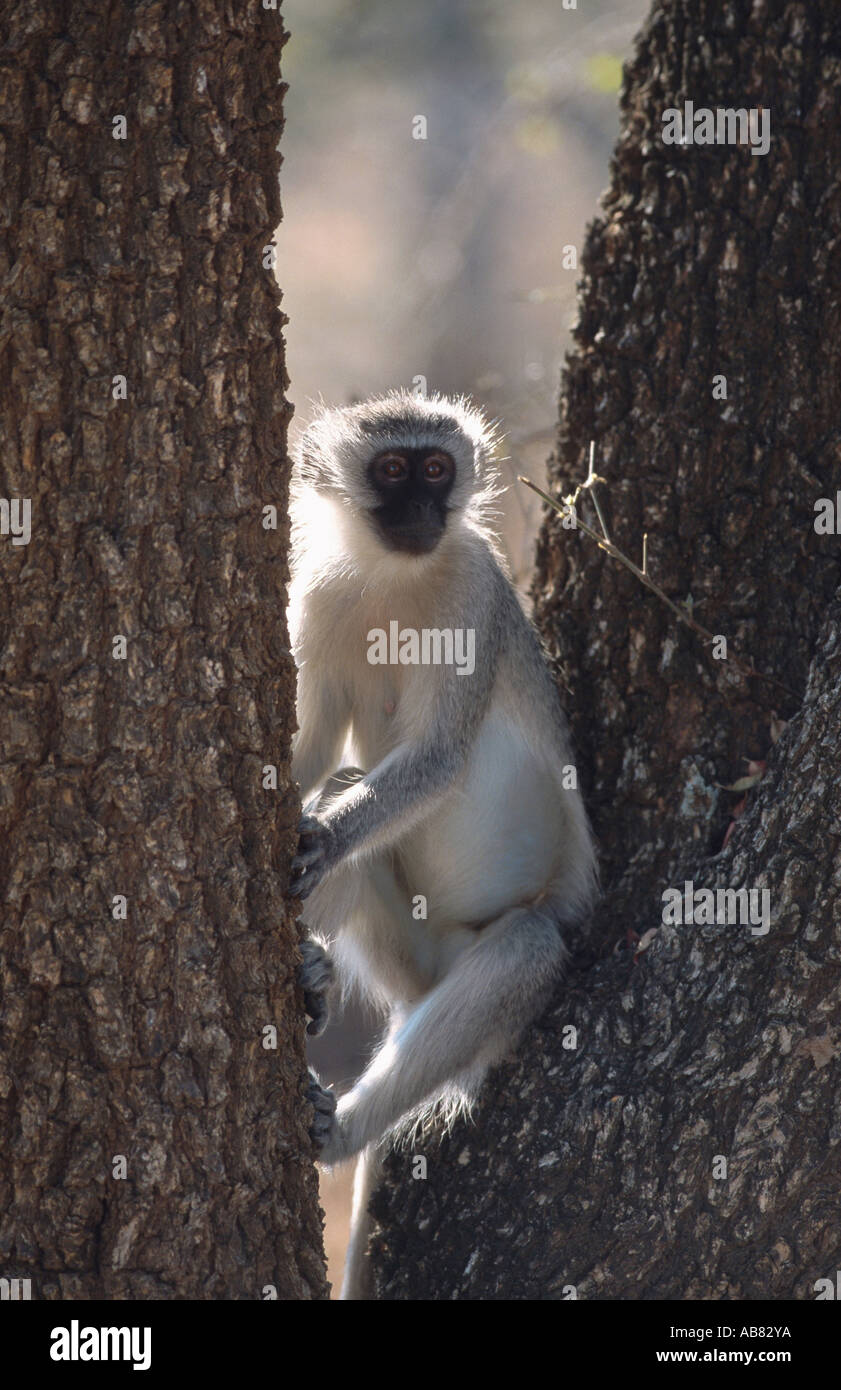 vervet monkey (Cercopithecus pygerythrus), sitting in tree, South ...