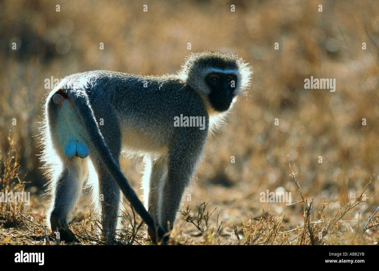 vervet monkey (Cercopithecus pygerythrus), male, Kruger NP Stock Photo ...