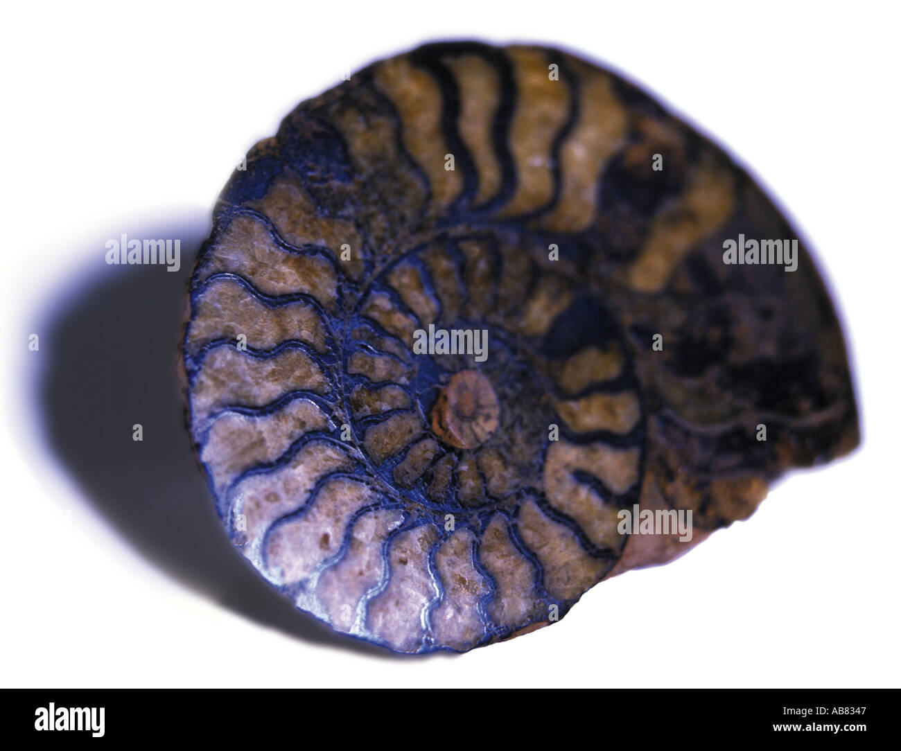 Fossil studio hi-res stock photography and images - Alamy