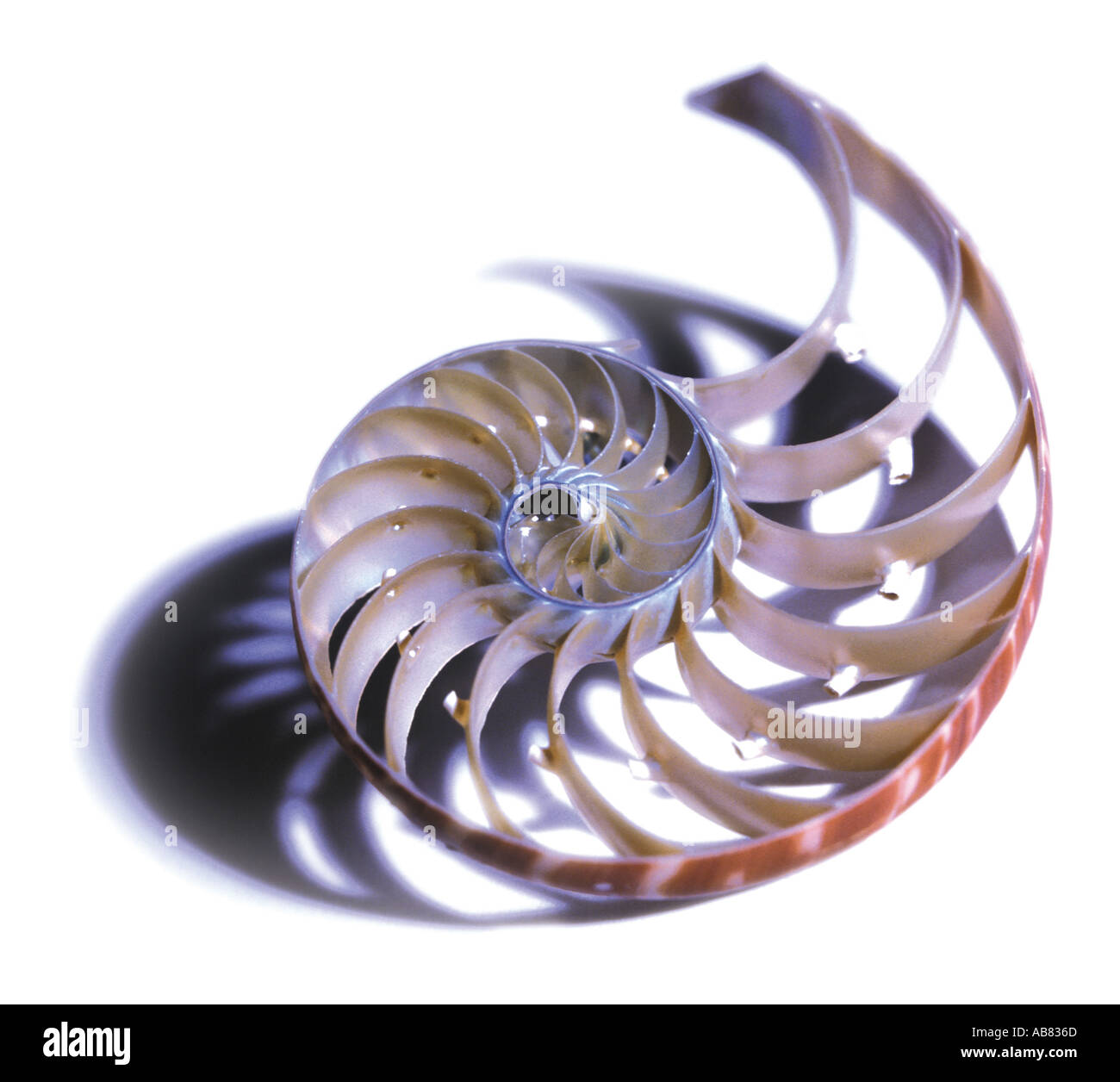 Rounded shell hi-res stock photography and images - Alamy