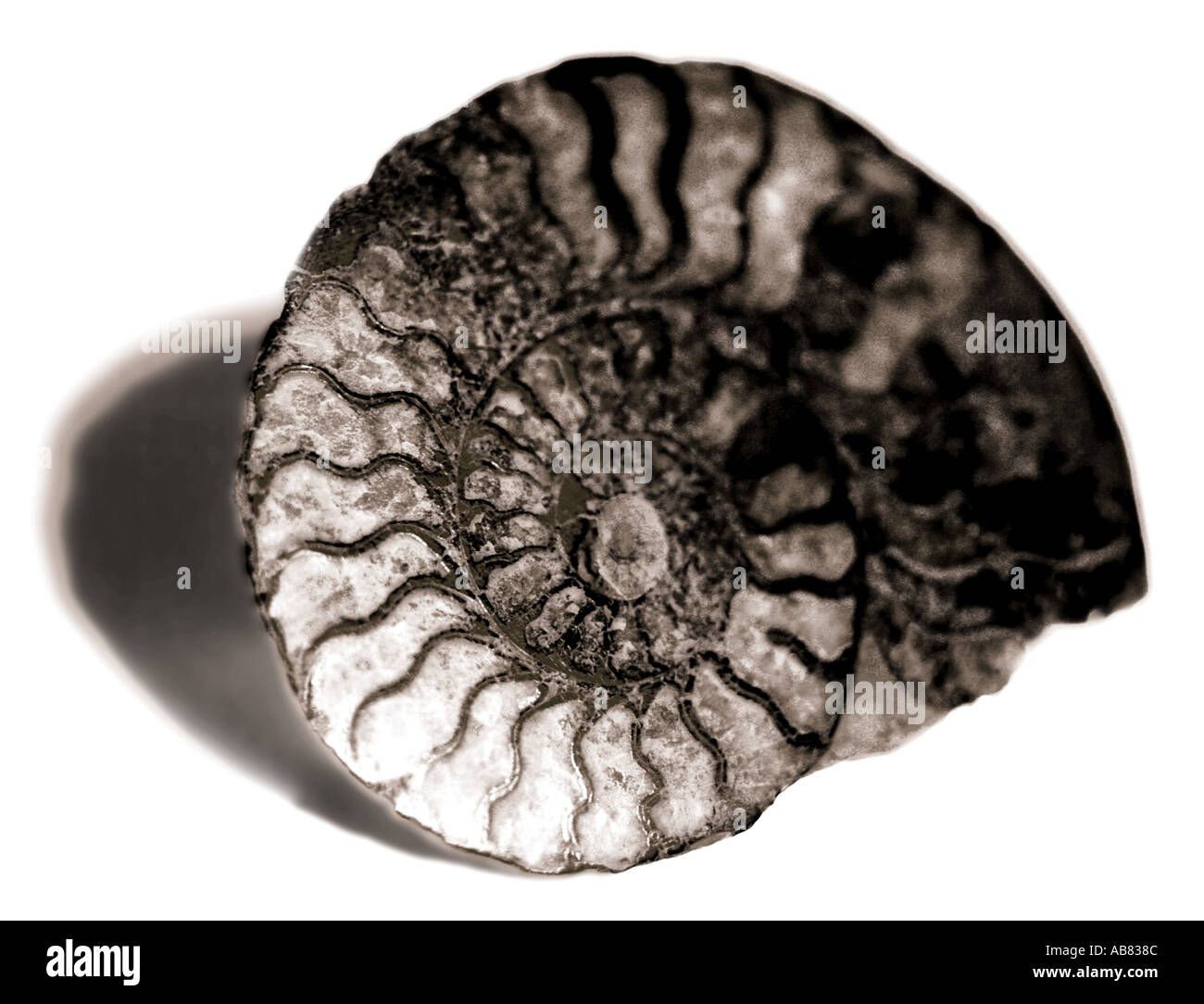 Fossil formation Cut Out Stock Images & Pictures - Alamy