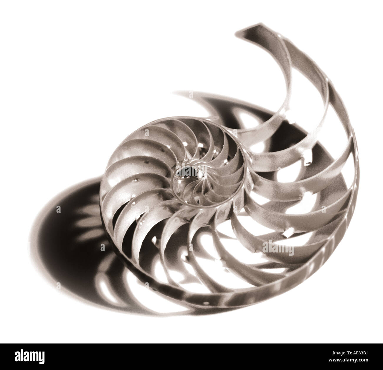 Rounded shell hi-res stock photography and images - Alamy