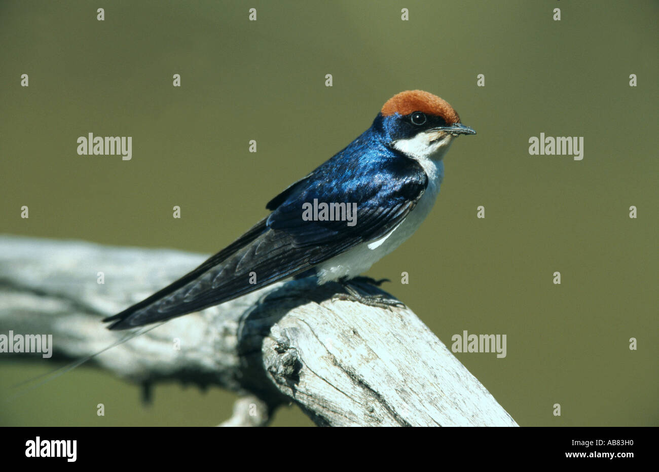 wire-tailed swallow (Hirundo smithii), sitting on branch, South Africa ...