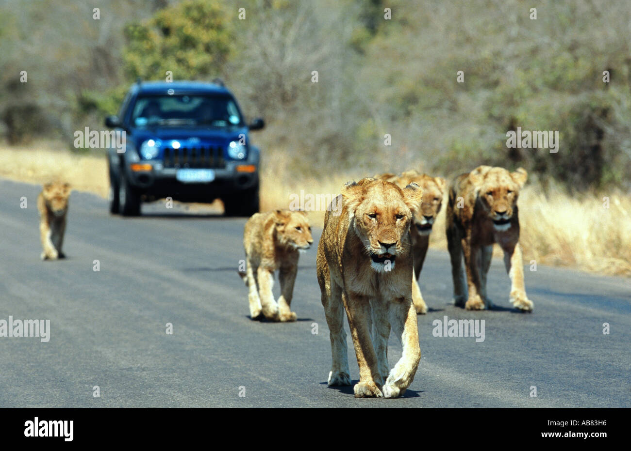 lion (Panthera leo), pride of lions walking on street, inhibiting ...