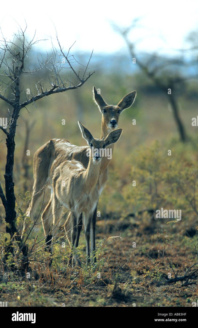 Redunca fulvorufula hi-res stock photography and images - Alamy