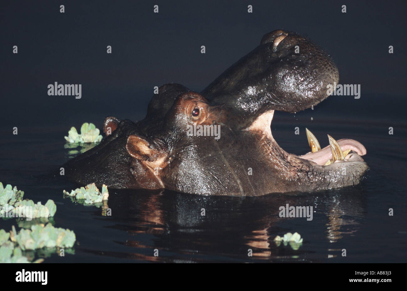 hippopotamus or hippo (Hippopotamus amphibius), with mouth opened ...