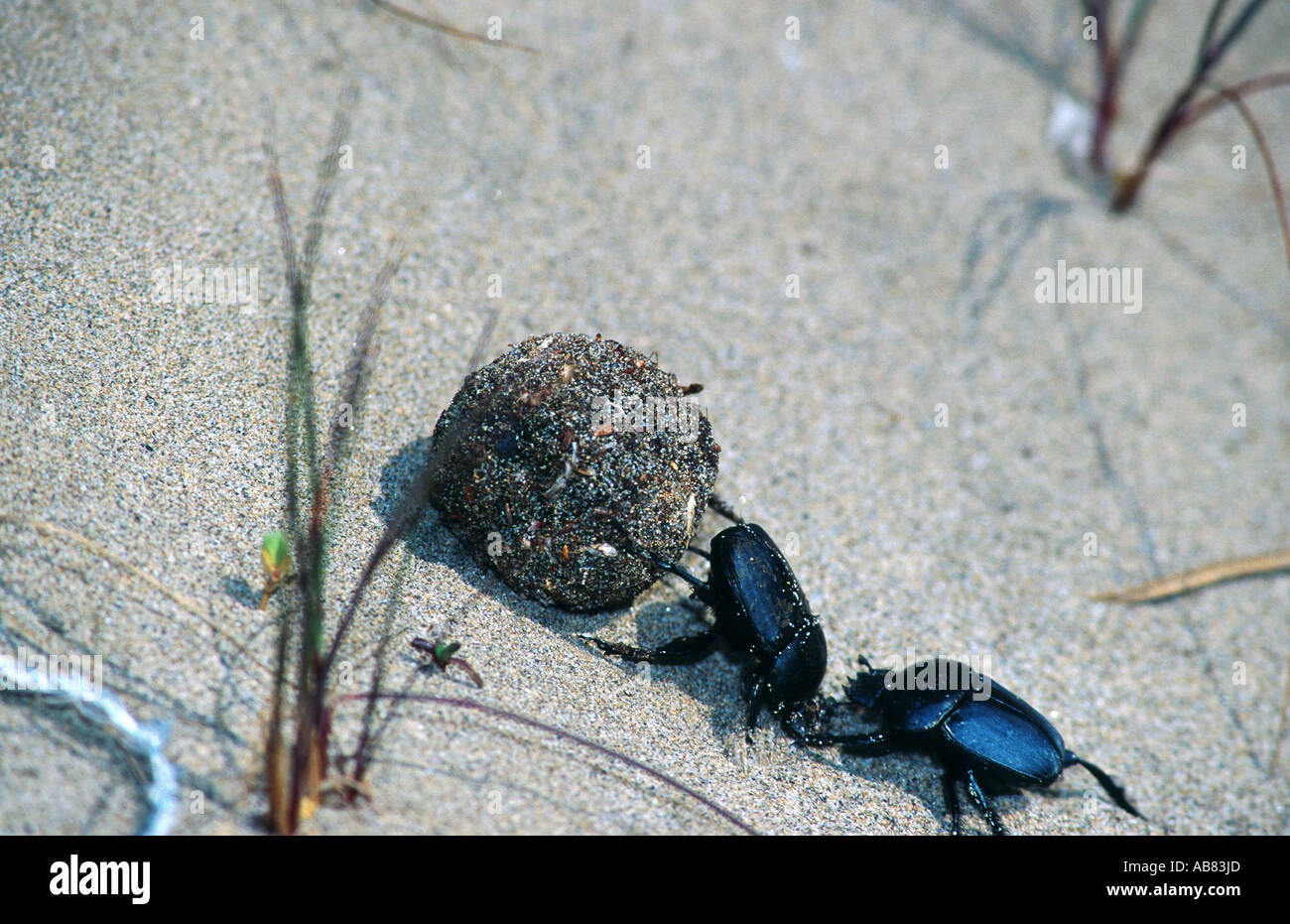 Drilling for insects hi-res stock photography and images - Alamy