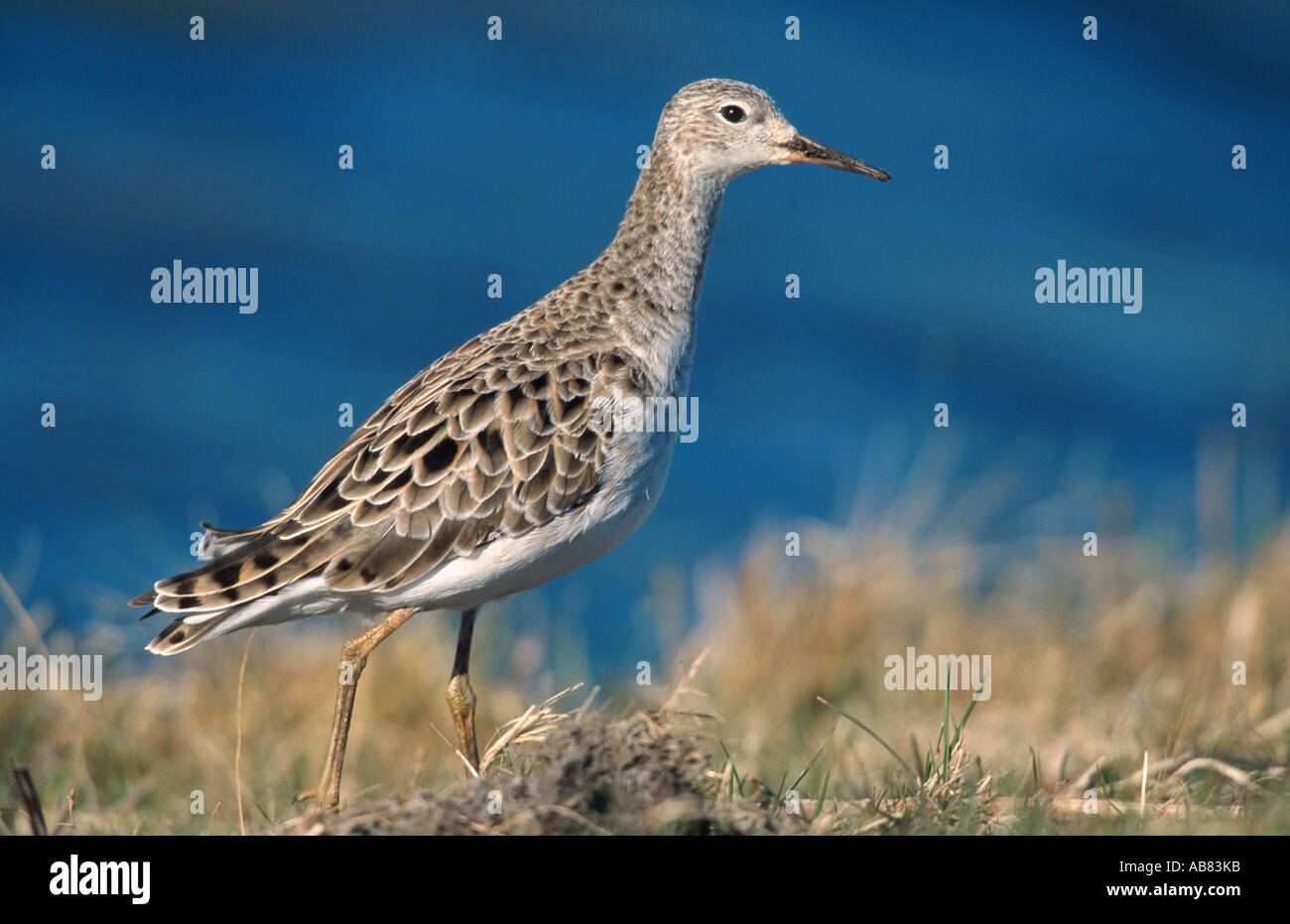 Ruff bird female hi-res stock photography and images - Alamy