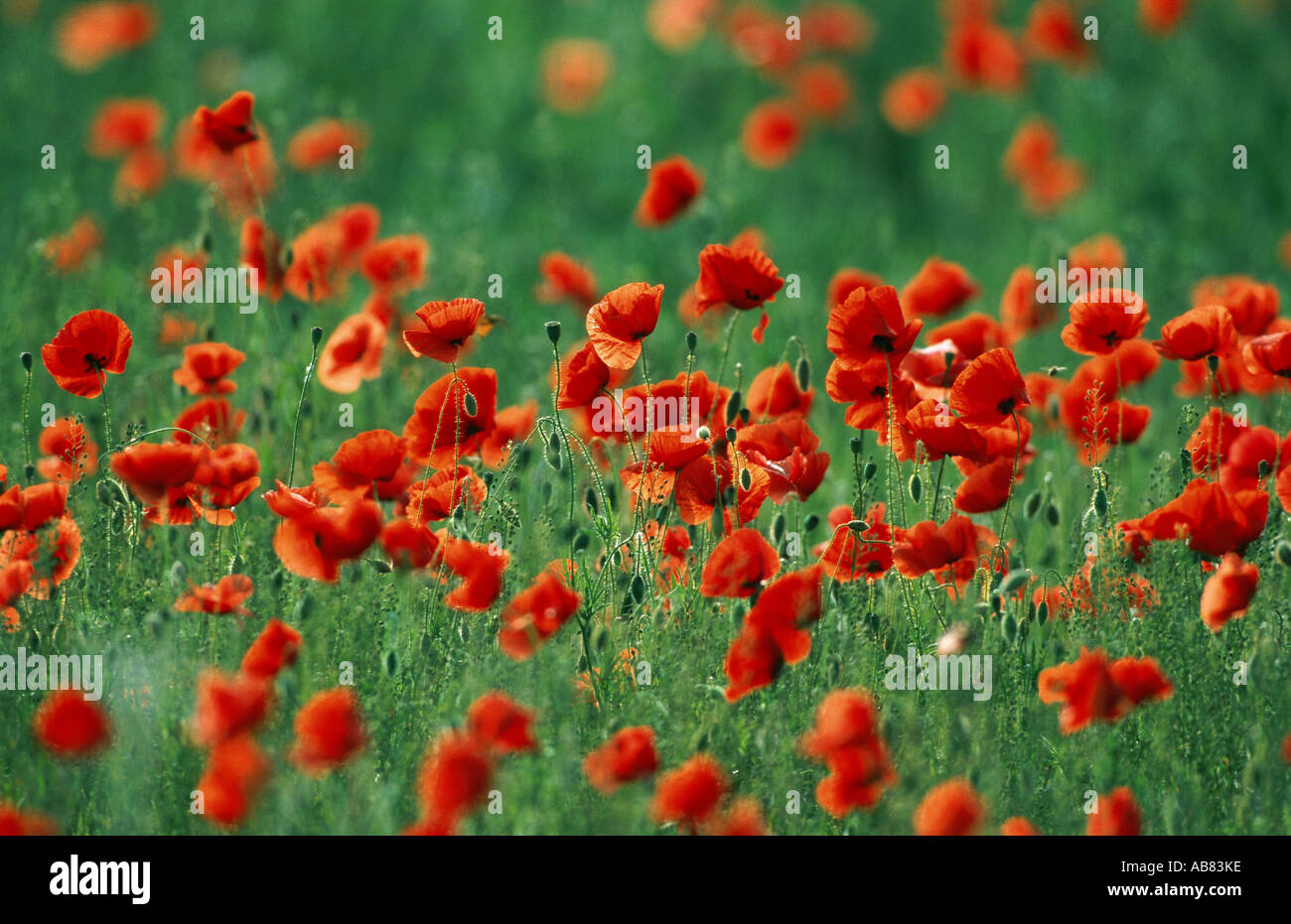 common poppy, corn poppy, red poppy (Papaver rhoeas), poppy field ...