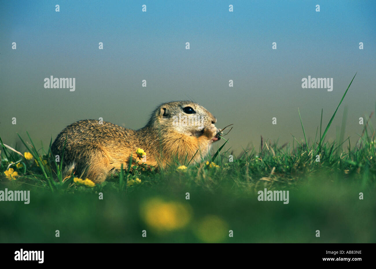 European ground squirrel, European suslik, European souslik (Citellus ...