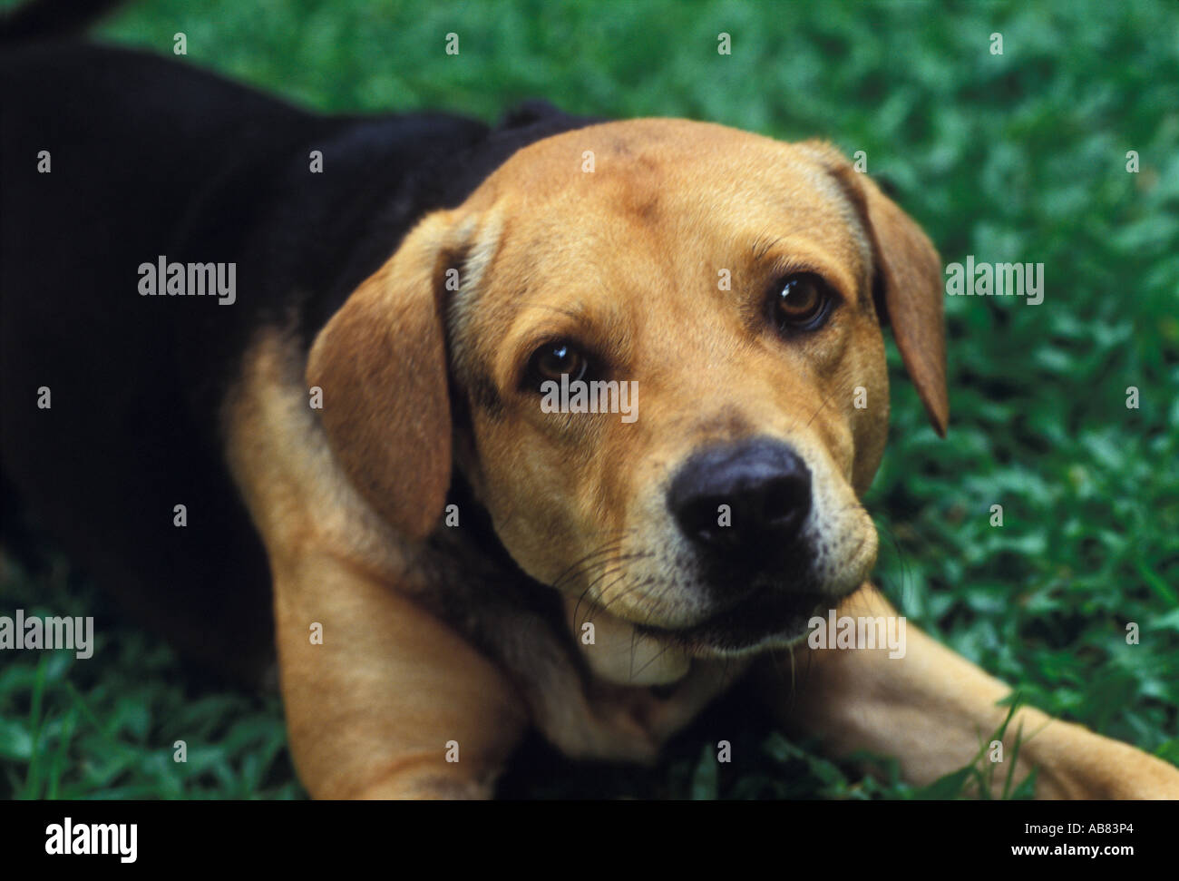 Dog starring looking up Stock Photo - Alamy