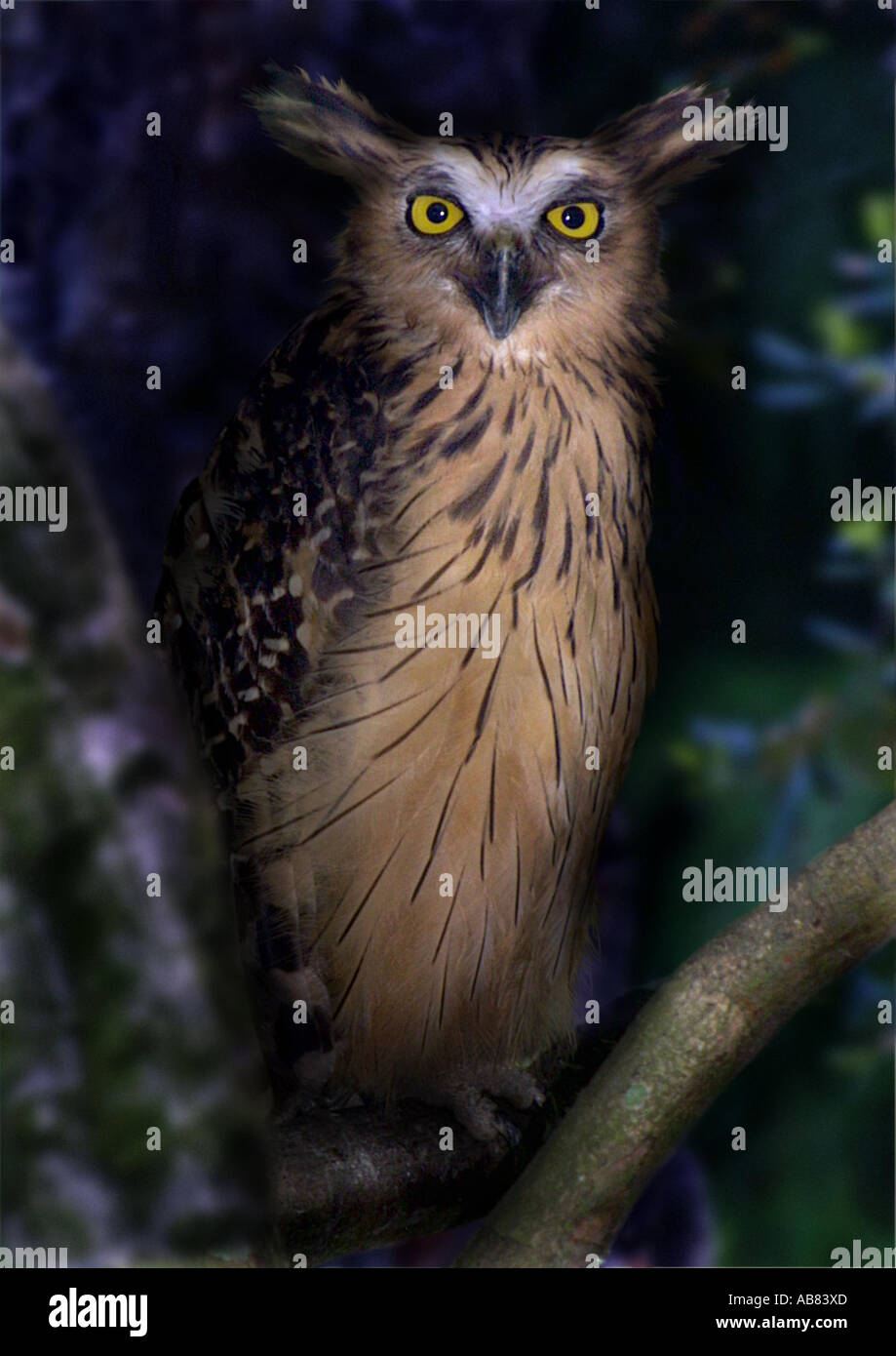 brown fish owl (Bubo zeylonensis), sitting on branch Stock Photo - Alamy