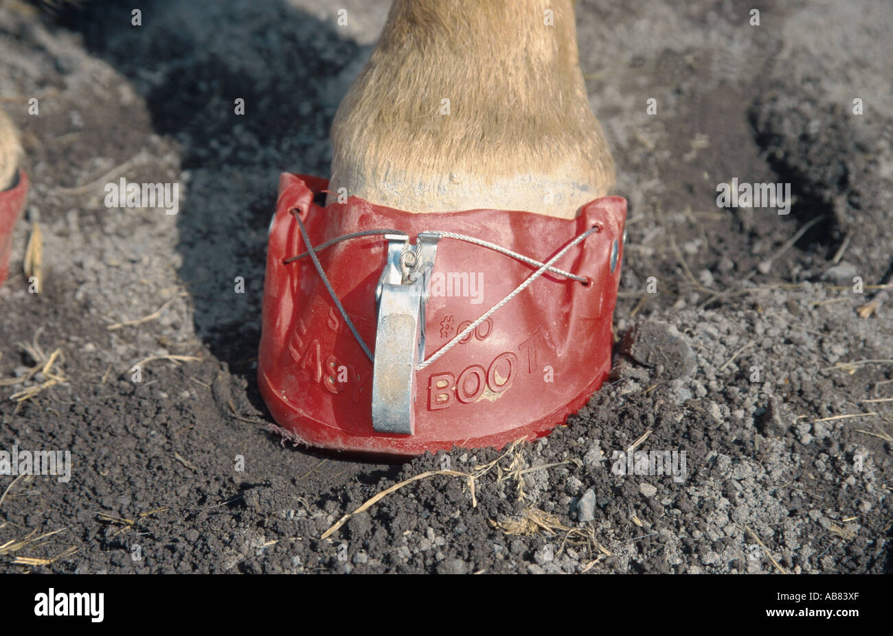 Hoof rot hi-res stock photography and images - Alamy