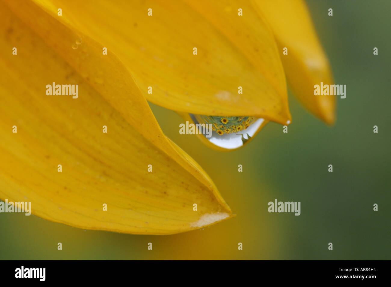 common sunflower (Helianthus annuus), detail of sepal with waterdrop ...