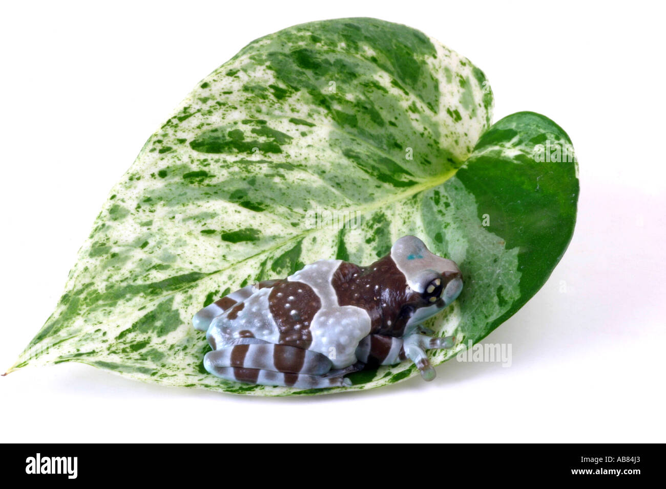 Amazonian canopy frog (Phrynohyas resinifictrix), sitting on a green ...