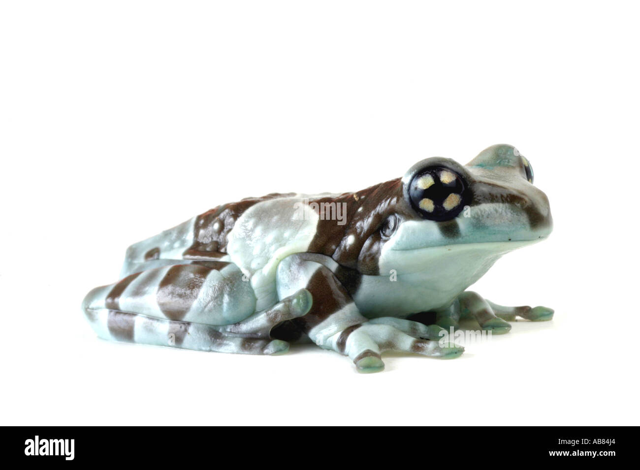Frogs eye view Cut Out Stock Images & Pictures - Alamy