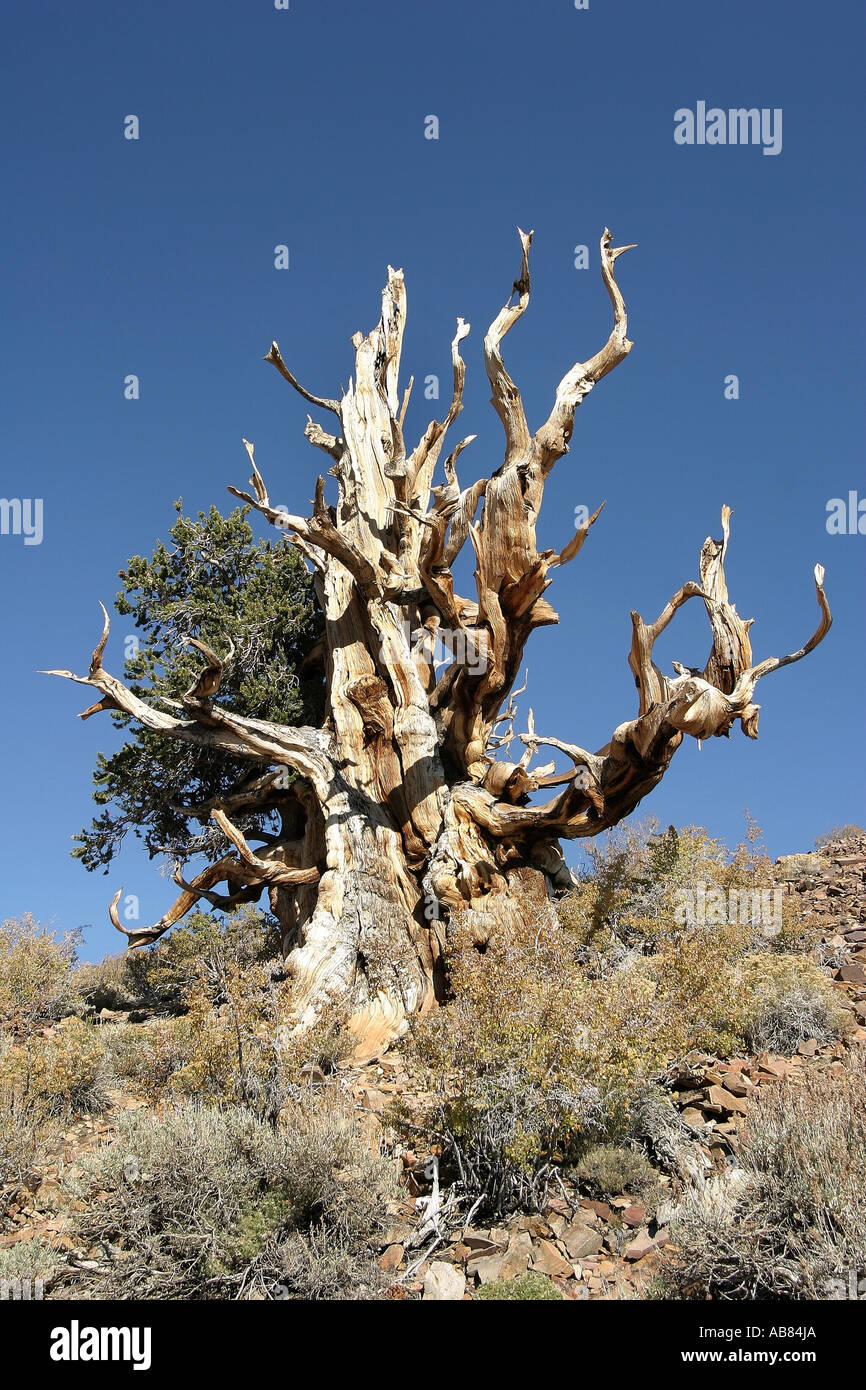 Oldest Living Thing On Earth