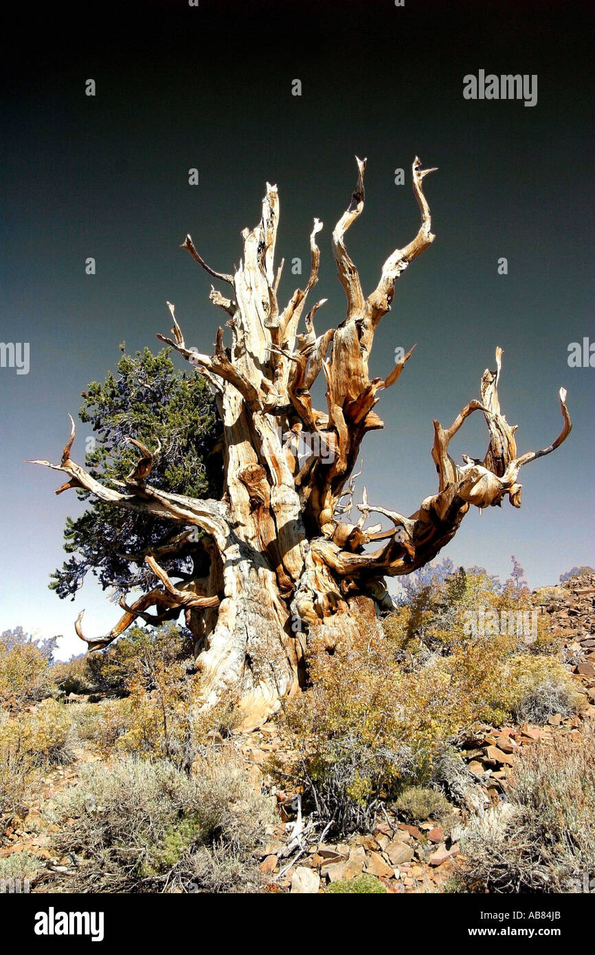 One oldest plants on earth hi-res stock photography and images - Alamy