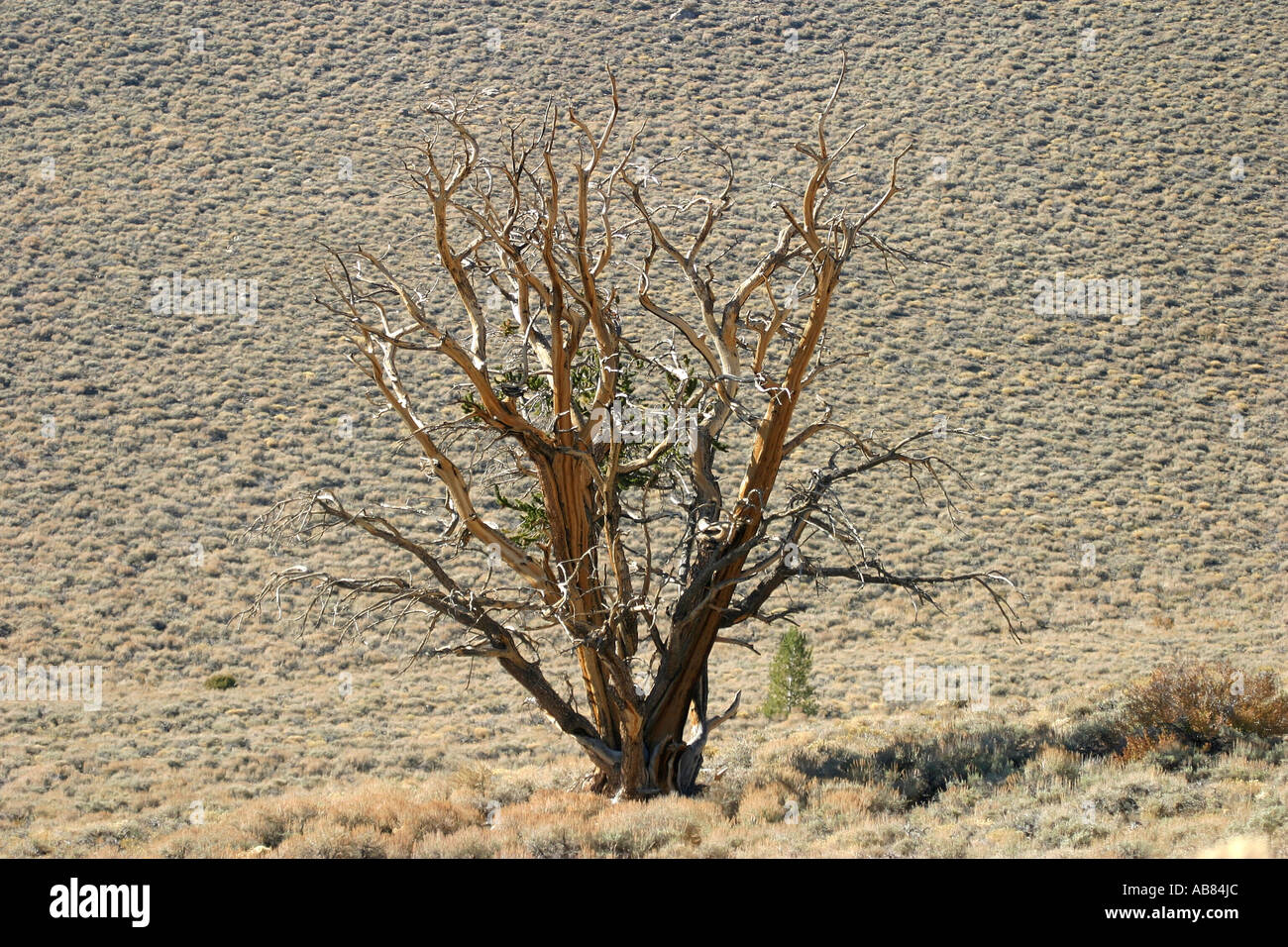 One oldest plants on earth hi-res stock photography and images - Alamy