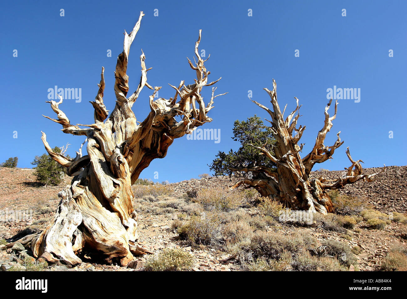 One oldest plants on earth hi-res stock photography and images - Alamy
