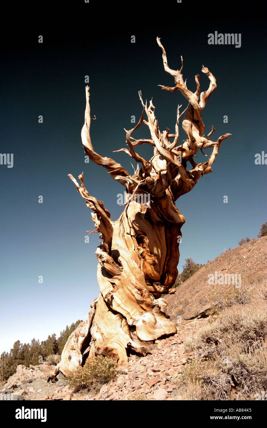 great basin bristlecone pine (Pinus longaeva, Pinus aristata f ...
