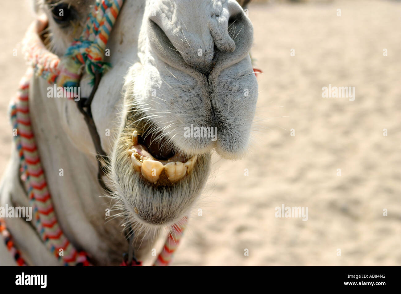 Camel tooth teeth camels hi-res stock photography and images - Alamy