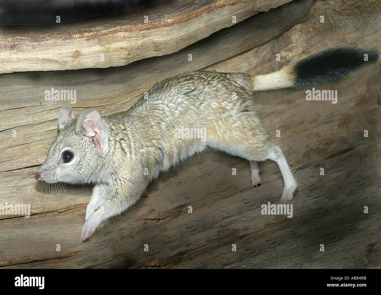 Pinselschwanzbeutler hi-res stock photography and images - Alamy